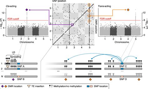 Schematic Summary Of A Methylation Quantitative Trait Locus Meqtl
