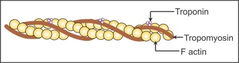 Represent Diagrammatically Structure Of Actin Filament Structure Of