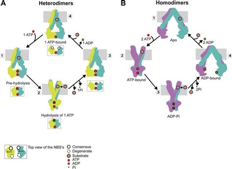 Figures And Data In Conformational Dynamics Of The Nucleotide Binding