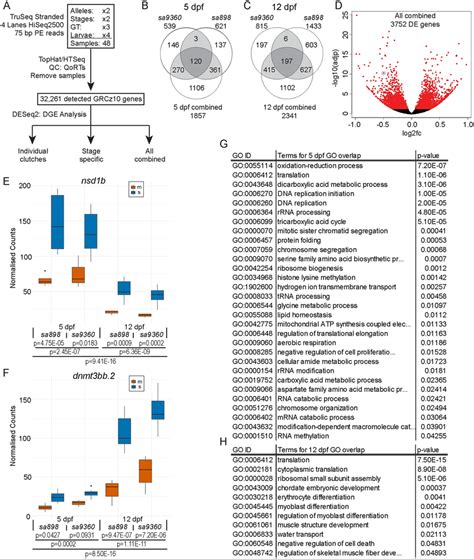 Rna Seq Profiling Of Individual Kdm2aa Deficient Embryos And Their
