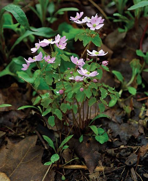 great plants online extras finegardening