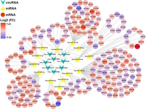 A Circrna Mirna Mrna Regulatory Network The Network Consists Of Eight