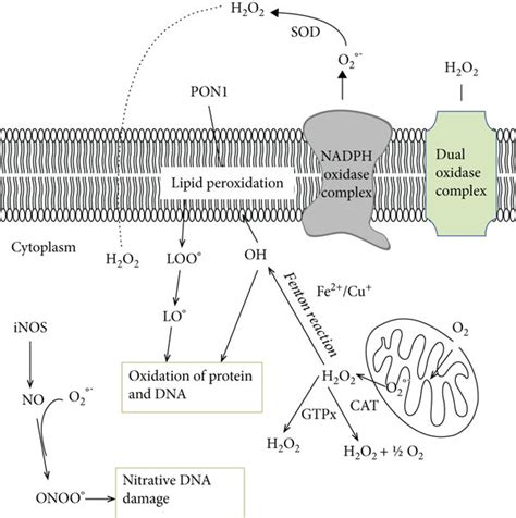 Formation Of Reactive Oxygen Species Ros And Reactive Nitrogen