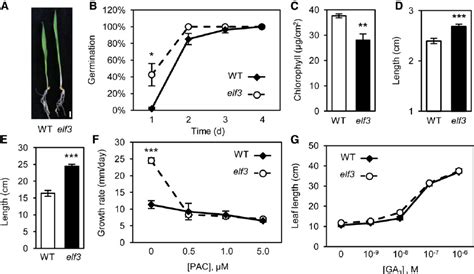 Elf3 Plants Exhibit Phenotypes Consistent With Increased Ga Production