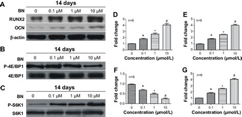 Effects Of Bn On Protein Expression Of Runx2 Ocn P 4e Bp1 And