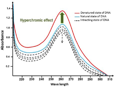 Spectroscopic Absorption Curves Of Dna In Denatured Natural And