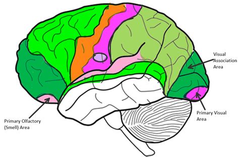 The Functional Areas Of The Cerebral Cortex Diagram Quizlet