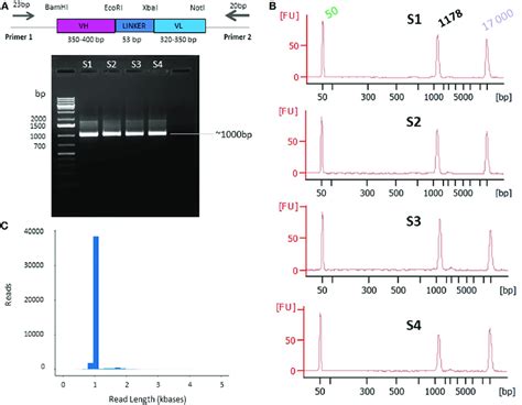 Primer Design A And Quality Control Presequencing B And