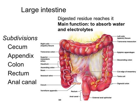 Large Intestine Function Parts Length Anatomy And Relations Of The
