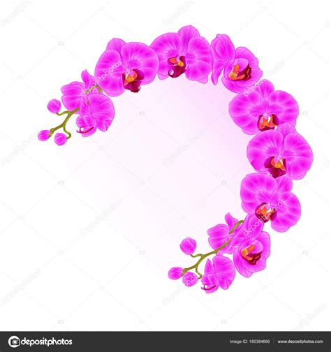 Frame Orchid Phalaenopsis Purple Flowers Tropical Plants Green Stem And