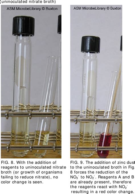 Nitrate Reduction Test E Coli