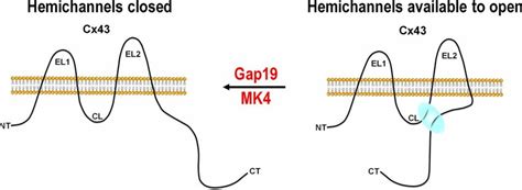 Model For Mapk Consensus Ser Phosphorylation Sites In Loop Tail