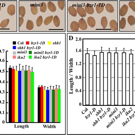 Pdf Brassinosteroid Regulates Seed Size And Shape In Arabidopsis