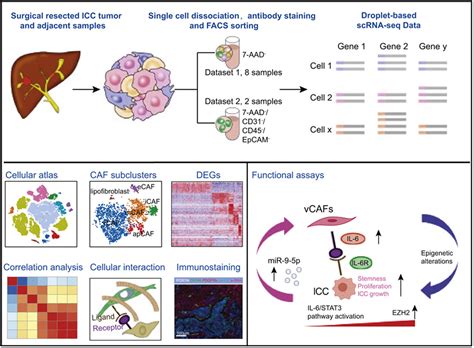 Single Cell Transcriptomic Architecture And Intercellular Crosstalk Of