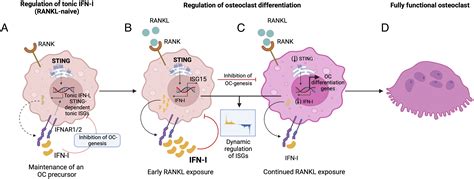 Sting Dependent Interferon Signatures Restrict Osteoclast