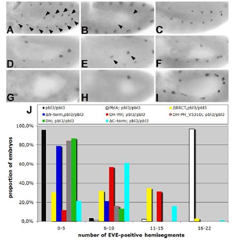 Rescue Potential Of Mesoderm Spreading Defects In Pbl Mutants By Pbl