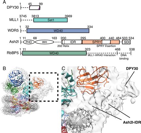 Multistate Structures Of The Mll1 Wrad Complex Bound To H2b
