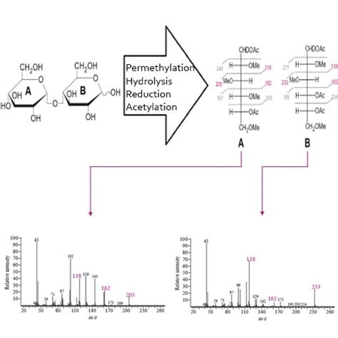 Monosaccharide Composition And Linkage Analysis Carbexplore Research