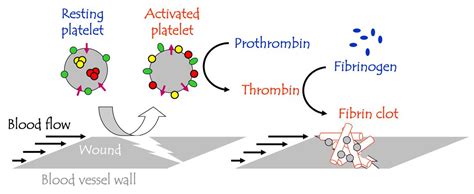 Platelets Coagulation And Haemostasis An Overview