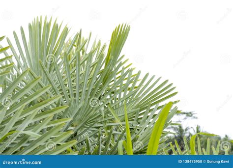 Latar Belakang Tropis Musim Panas Yang Hijau Dengan Daun Dan Tanaman
