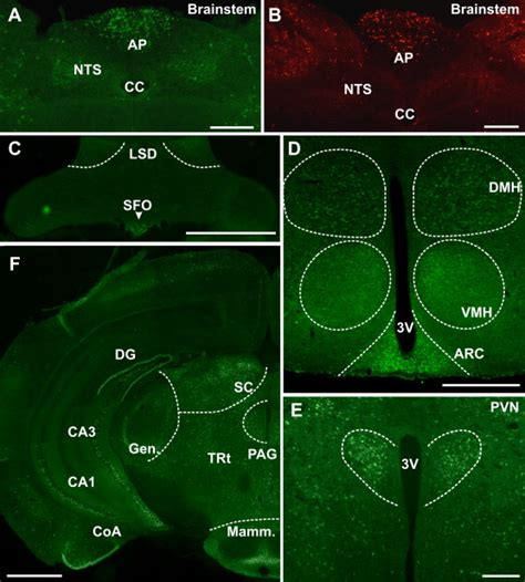 Glp 1 Receptor Expressing Cells In The Cns A B Demonstrates The