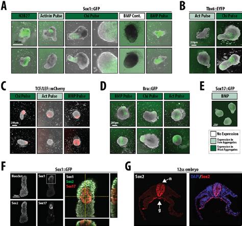 Gene And Tissue Specific Response Of Aggregates To Different Signalling