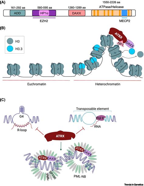 Atrx A Guardian Of Chromatin Trends In Genetics