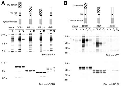 Molecular Analysis Of Collagen Binding By The Human Discoidin Domain