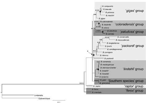 Bayesian Inference Phylogeny Based On 16s 12s And 28s Nodes With