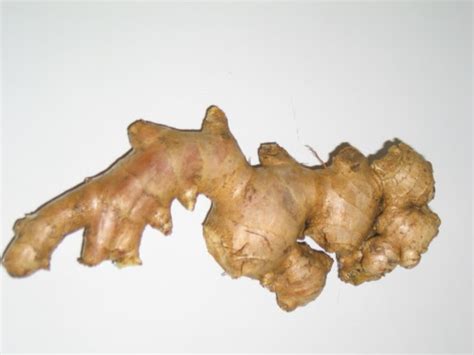 Teknologi Pengolahan Rempah Jahe Budidaya Jahe Sistem Terbaru