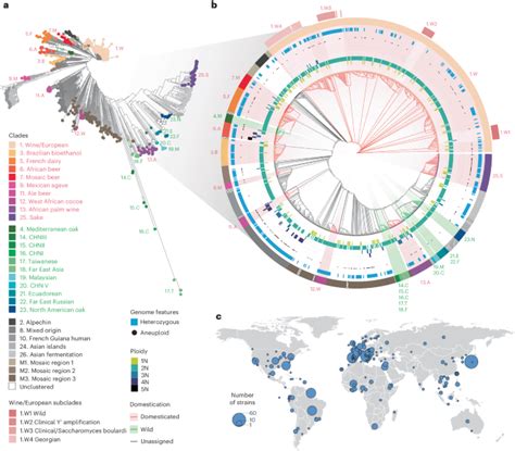 Pan Transcriptome Reveals A Large Accessory Genome Contribution To Gene