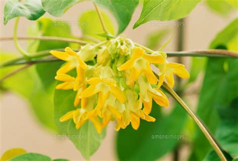 イエライシャン 花 画像 737270 イエライシャン 花 画像