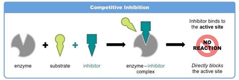 Enzyme Inhibition Bioninja