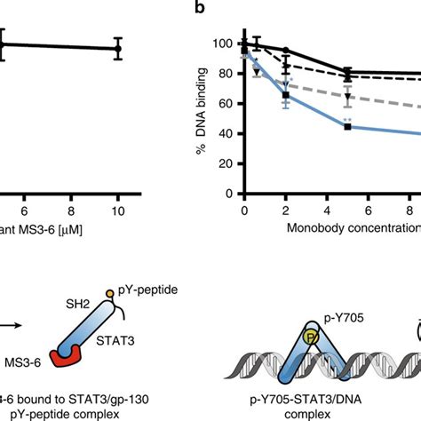 Selection Of High Affinity Stat3 Selective Monobody Binders A