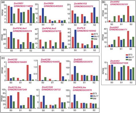 Expression Levels Of Senescence Associated Genes A Expression
