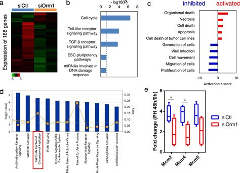 Transcriptome Analysis Uncovers A Growth Promoting Activity Of