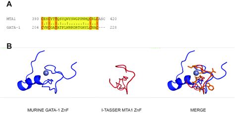 29 I Tasser Prediction Of The Structure Of The Znf Domain Of Mta1 A