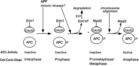 Emi1 Is A Mitotic Regulator That Interacts With Cdc20 And Inhibits The