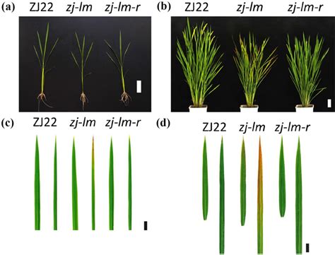 Comparison Of Phenotypes Between Zj22 Zj Lm And Zj Lm R A Plant