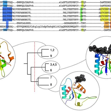Topological Clustering Of Peptide Mediated Interactions A Alignment