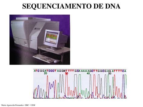 Ppt Genome Sequence Powerpoint Presentation Free Download Id 3120950