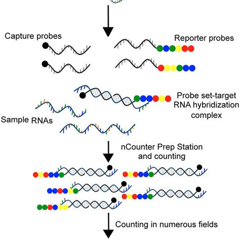 Bacterial Community Profiles Detected By Nanostring And 16s Rrna Gene