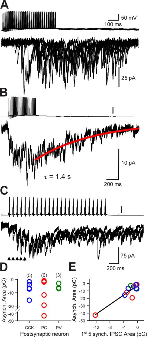 Asynchronous Release From Cck Cells Interneurons A Asynchronous