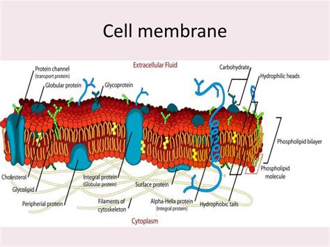 Ppt Cell Membrane Structure And Function Powerpoint P