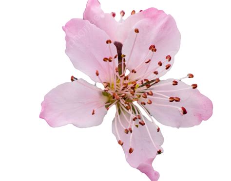 Flores De Planta De Flor De Durazno Png Flor De Melocotón Planta