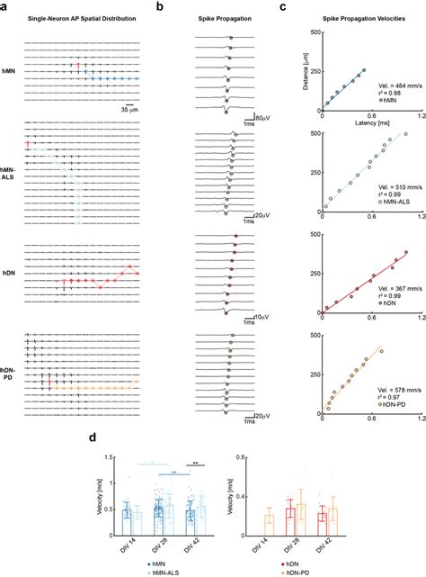 Ap Propagation Velocity Computed For Different Human Ipsc Derived