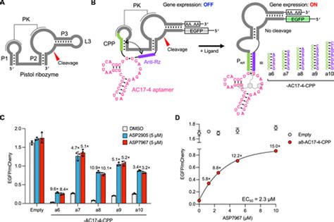 Small Molecule Aptamer For Regulating Rna Functions In Mammalian Cells