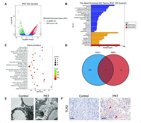 Identification And Functional Annotation Of Degs And Validation Of