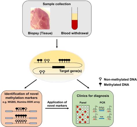 Developing Dna Methylation Based Diagnostic Biomarkers Abstract