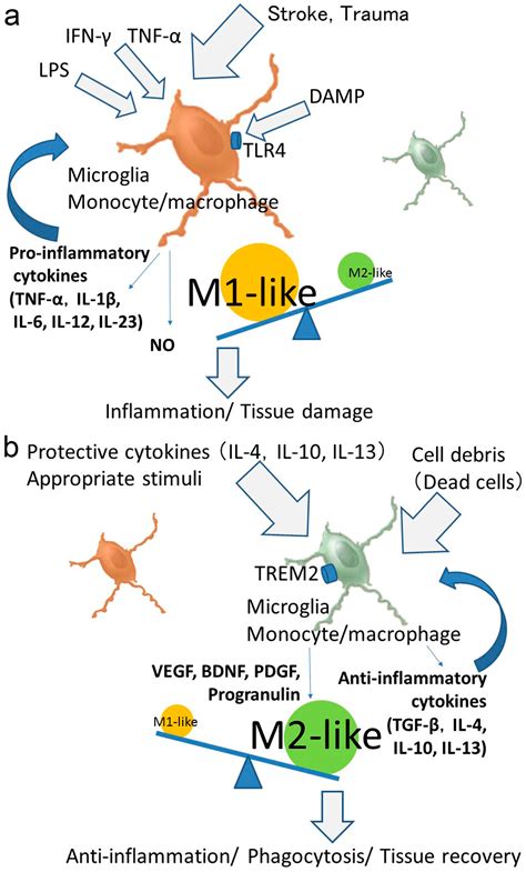 Ijms Free Full Text Microglia And Monocytes Macrophages
